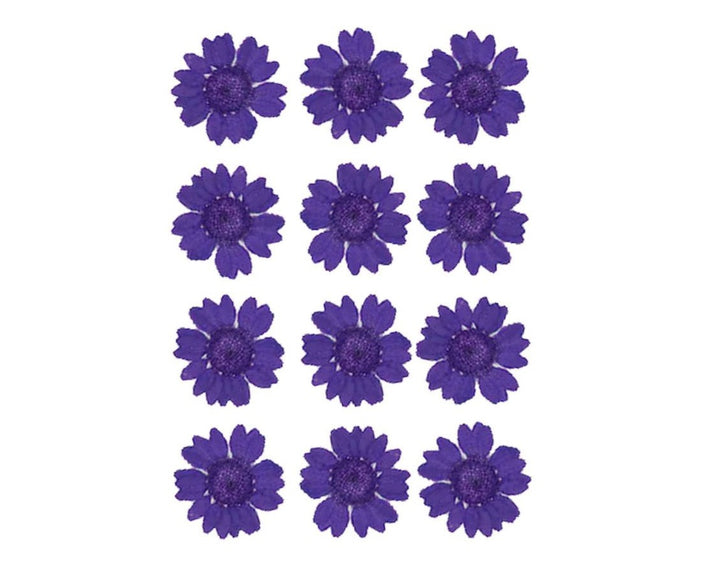 Deep Violet Pressed Dry Daisy Flower – Bina's Art - Resin Store