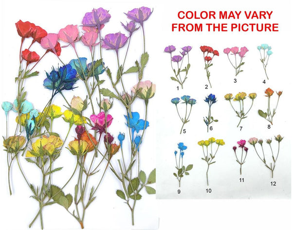 12 In 1 Multi Rose Pressed Flower – Bina's Art - Resin Store